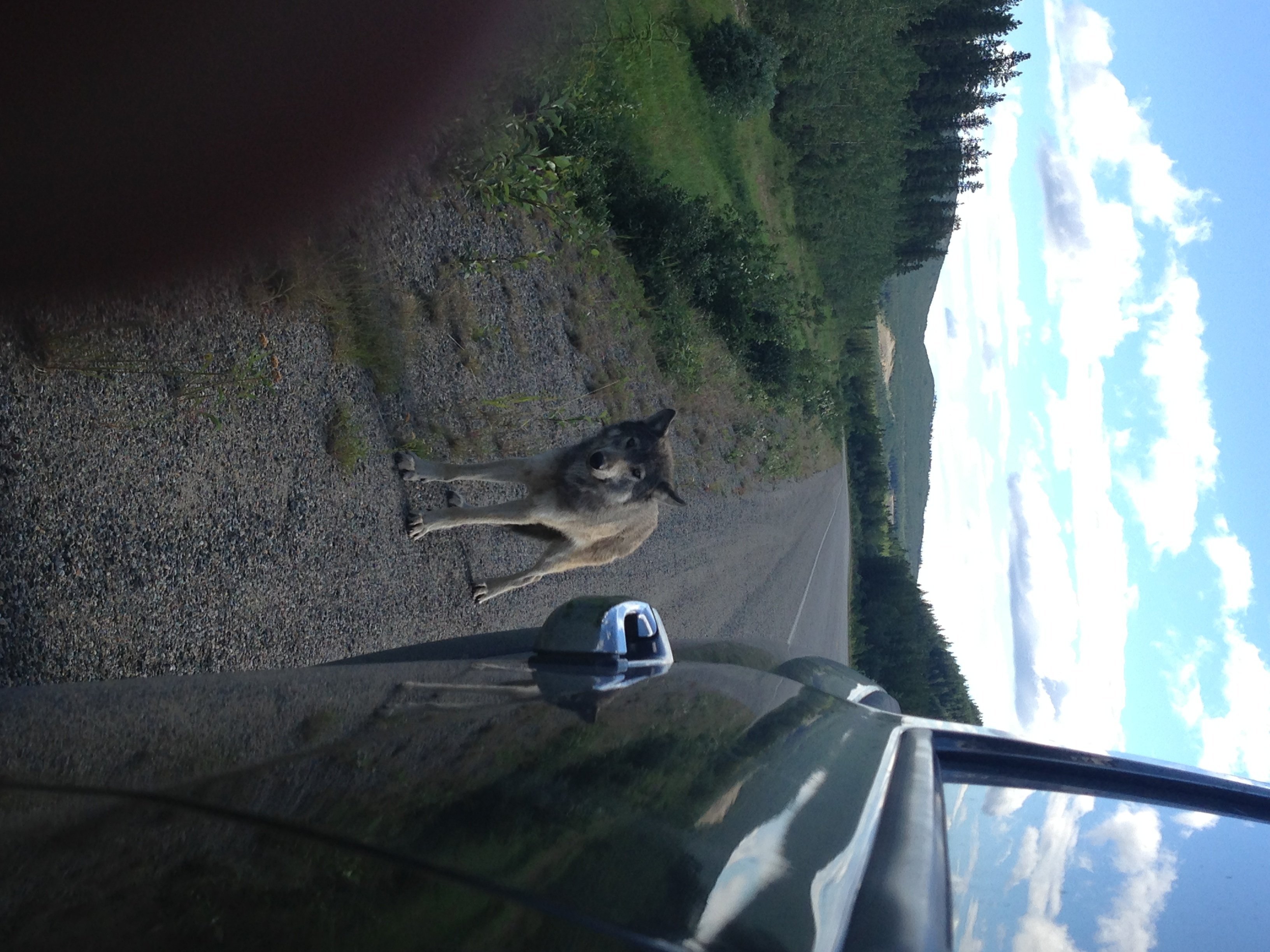Wolf Attacks Bicycle Tourist, Alaska : r/bicycletouring